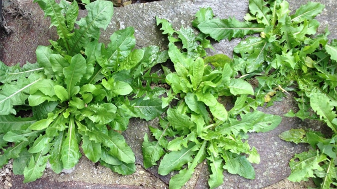 Winter Weed Control - Daniel Island Property Owners' Association